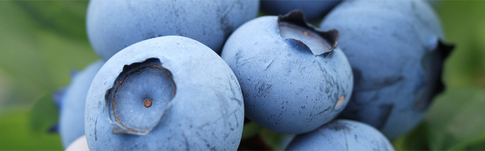 P.E. Marucci Center for Blueberry and Cranberry Research and Extension