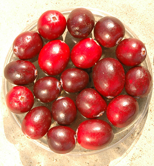 Breeding Program – Philip E. Marucci Center for Blueberry & Cranberry ...