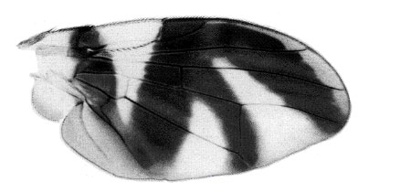 Blueberry Maggot – Philip E. Marucci Center for Blueberry & Cranberry ...