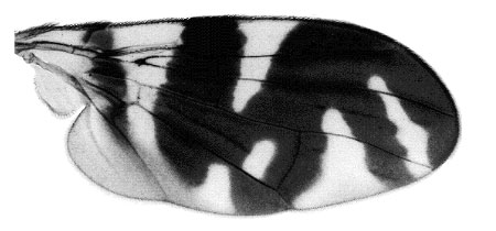 Blueberry Maggot – Philip E. Marucci Center for Blueberry & Cranberry ...