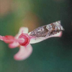 Blackheaded Fireworm – Philip E. Marucci Center for Blueberry ...