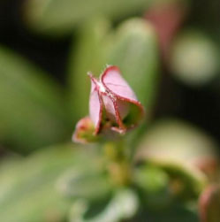 Blackheaded Fireworm – Philip E. Marucci Center for Blueberry ...