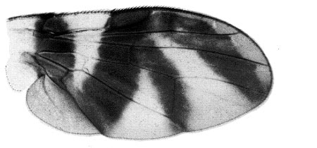 Blueberry Maggot – Philip E. Marucci Center for Blueberry & Cranberry ...