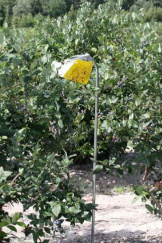 Blueberry Maggot – Philip E. Marucci Center for Blueberry & Cranberry ...