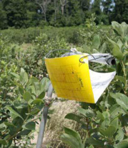 Blueberry Maggot – Philip E. Marucci Center for Blueberry & Cranberry ...