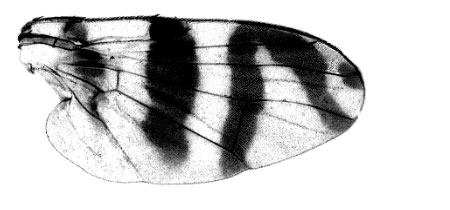 Blueberry Maggot – Philip E. Marucci Center for Blueberry & Cranberry ...