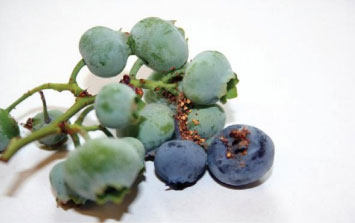 Cranberry Fruitworm – Philip E. Marucci Center for Blueberry ...