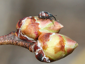 Cranberry Weevil – Philip E. Marucci Center for Blueberry & Cranberry ...