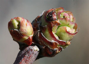 Cranberry Weevil – Philip E. Marucci Center for Blueberry & Cranberry ...