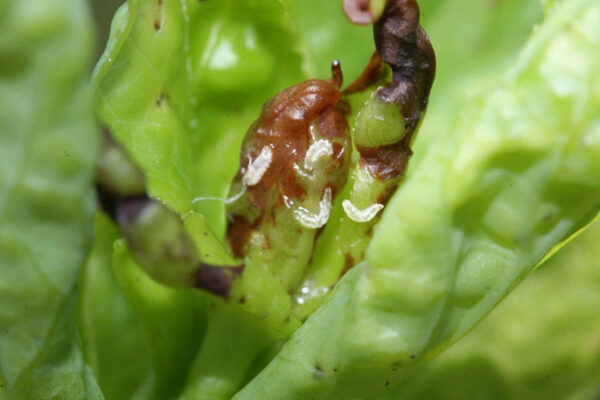 Gall Midge – Philip E. Marucci Center for Blueberry & Cranberry Research