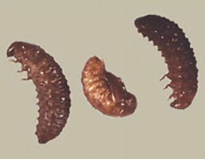 Root-feeding Insects – Philip E. Marucci Center for Blueberry ...