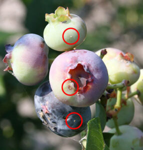 Putnam Scale – Philip E. Marucci Center for Blueberry & Cranberry Research