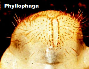 Root-feeding Insects – Philip E. Marucci Center for Blueberry ...