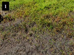 Root-feeding Insects – Philip E. Marucci Center for Blueberry ...