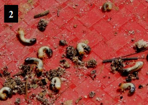 Root-feeding Insects – Philip E. Marucci Center for Blueberry ...