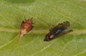 Sharp-nosed Leafhopper – Philip E. Marucci Center for Blueberry ...