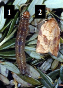 Spotted Fireworm – Philip E. Marucci Center for Blueberry & Cranberry ...