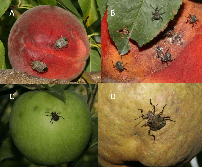 Brown Marmorated Stink Bug in New Jersey Fruit Crops – Philip E ...