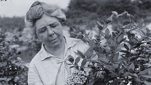 Elizabeth White – Philip E. Marucci Center for Blueberry & Cranberry ...