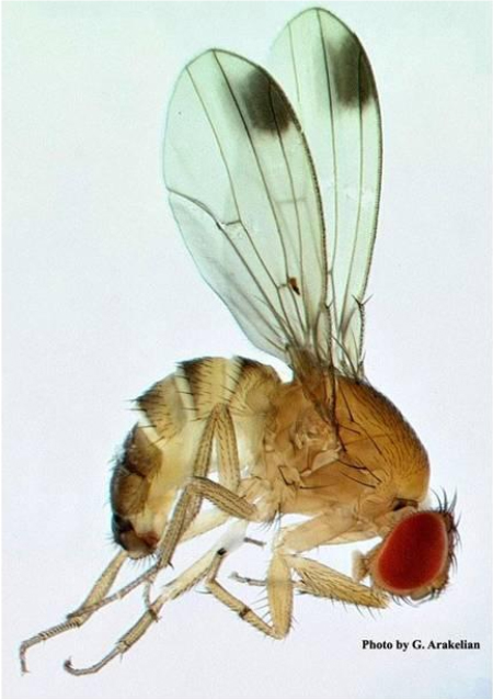 Spotted Wing Drosophila – A Potential Pest Of New Jersey Blueberries ...